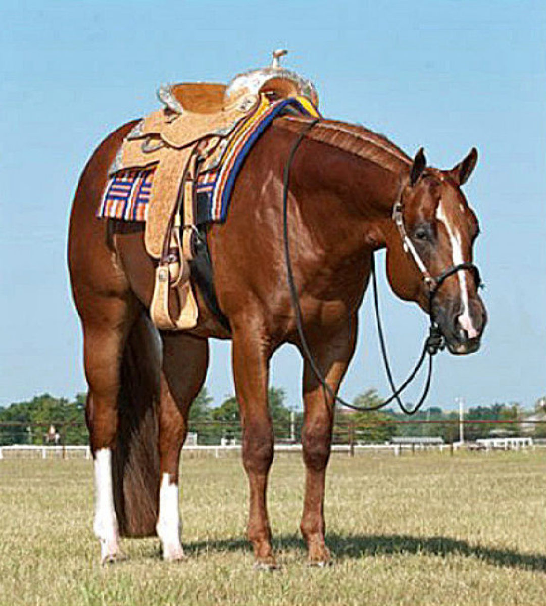 How Bout This Cowboy