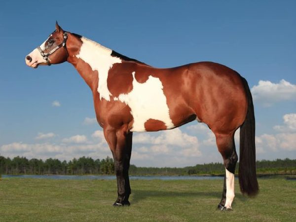 Paint Horse Stallions